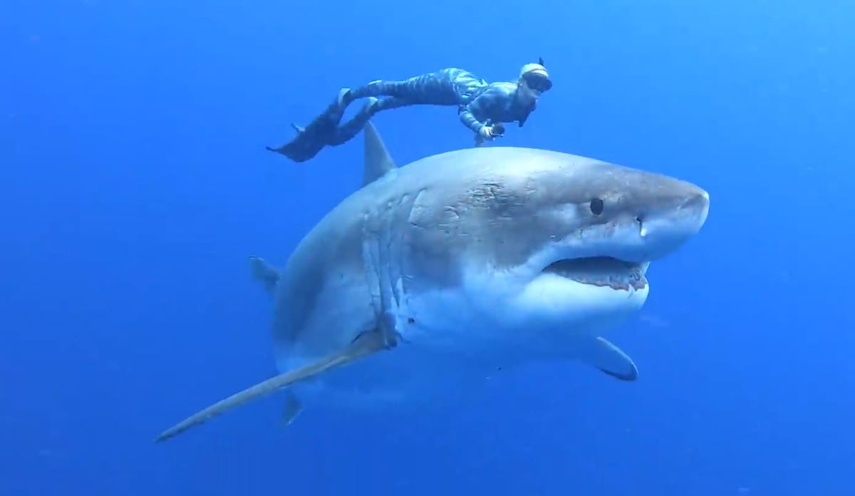 VIDEO Najveća velika bijela psina ikad snimljena kamerom pliva s roniocima | | Morski HR