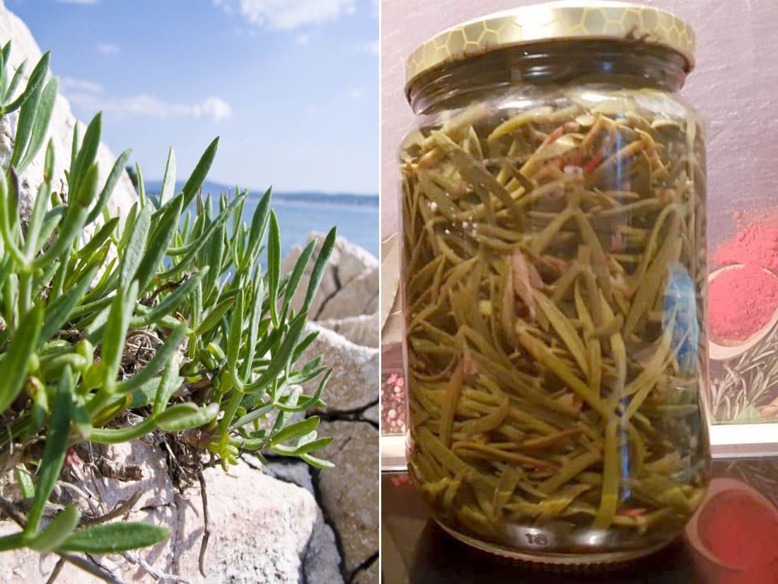 MOTAR Divlje povrće s okusom mora | | Morski HR