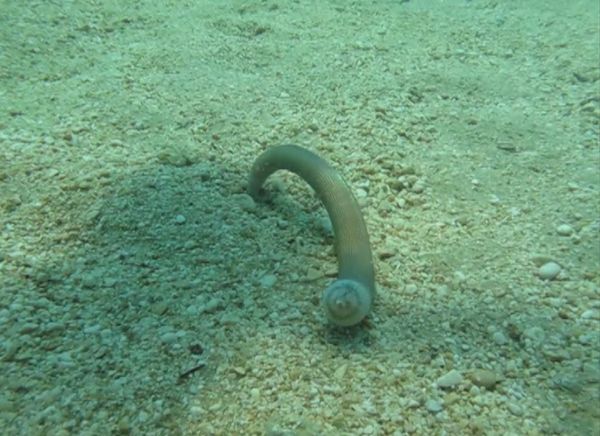 MORSKI SVIJET Crv Bibi