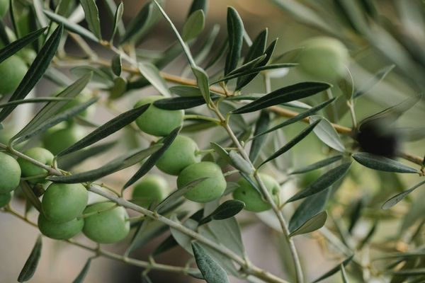 JESTE LI ZNALI? List masline je prirodni antibiotik!