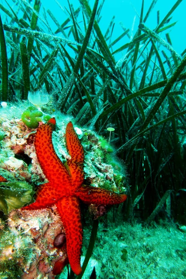 DONOSIMO POPIS Znate li koje su zaštićene morske vrste u Jadranu?