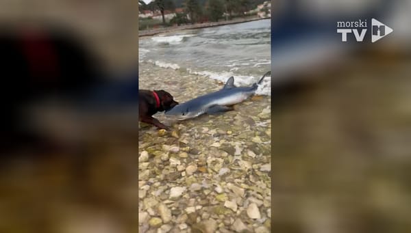 VIDEO Na pseću plažu na Visu nasukao se morski pas, a onda ga zgrabio ...