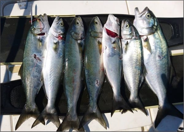 Nema sigurnog utočišta za ciple u Limskom zaljevu, agresivna strijelka ...