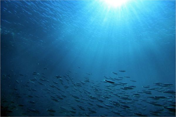 Međunarodni stručnjaci upozorili: "Veliki je rizik da se Jadransko more ...