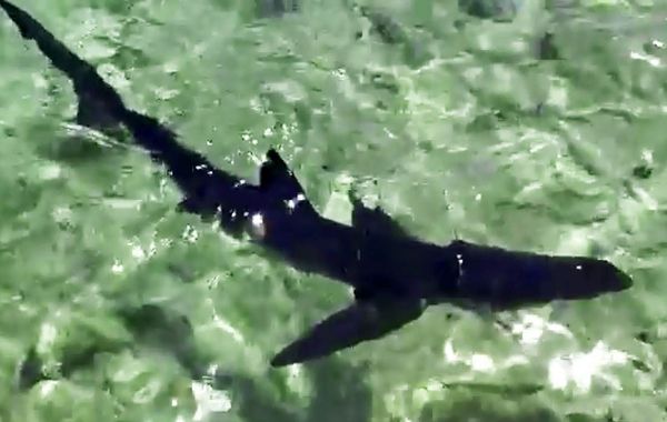 MORSKI PAS U TISNOM "Cijeli dan pliva u plićaku i nikoga se ne boji ...