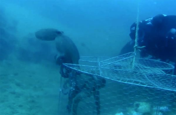 Gulaš od hobotnice | Morski HR