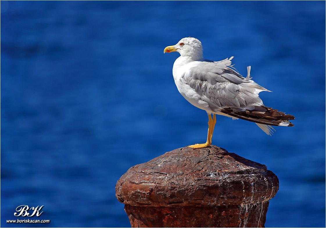 Kako je nastala kultna balada "Galeb i ja"? | | Morski HR