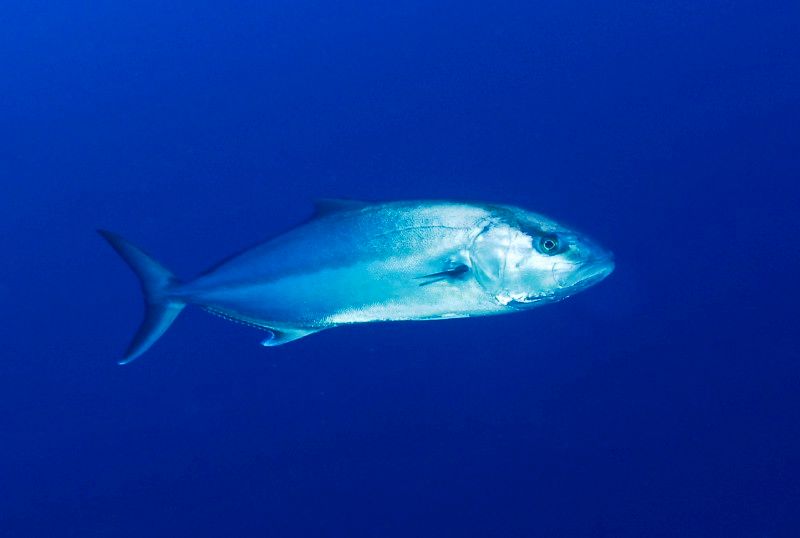 Je li gof plava ili bijela riba? | | Morski HR