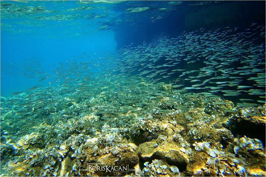 Povodom Svjetskog dana oceana Aguarium Pula organizira ekološku ...