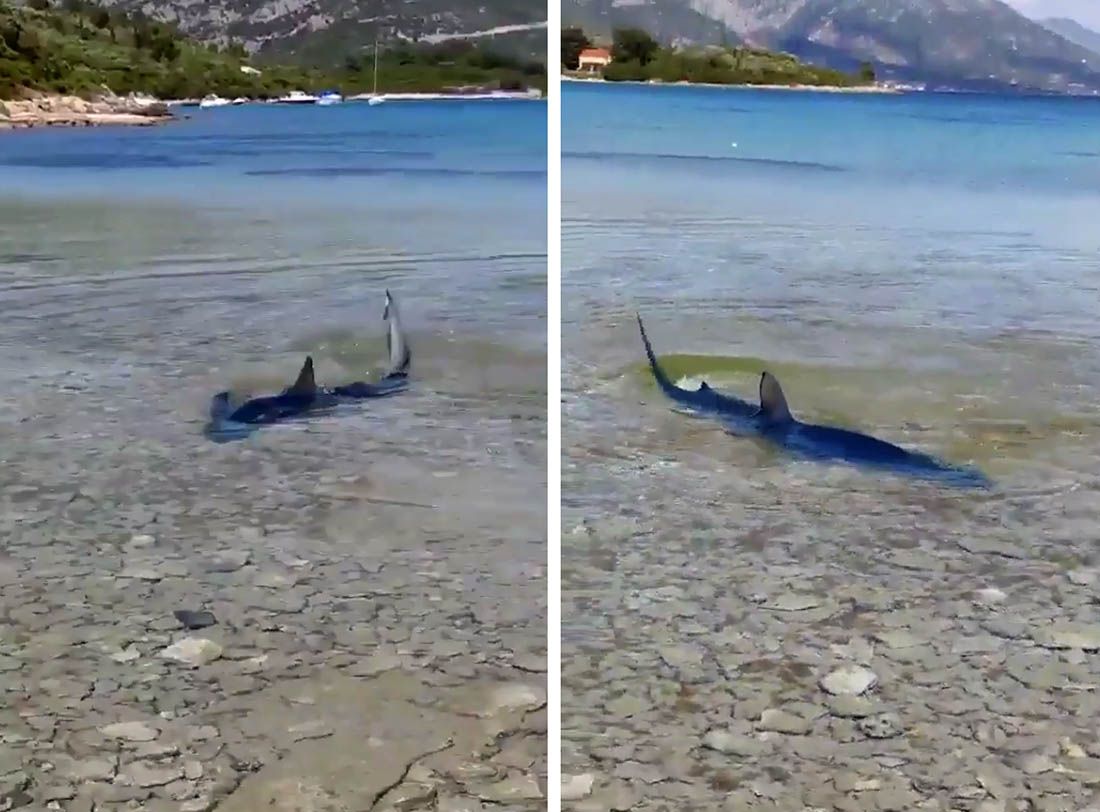VIDEO Dvometarski morski pas modrulj na korčulanskoj plaži | | Morski HR