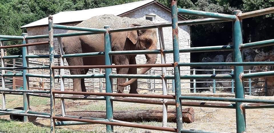 USAMLJENA I TUŽNA DAMA Hoće li Titova slonica Lanka s Brijuna, put ...