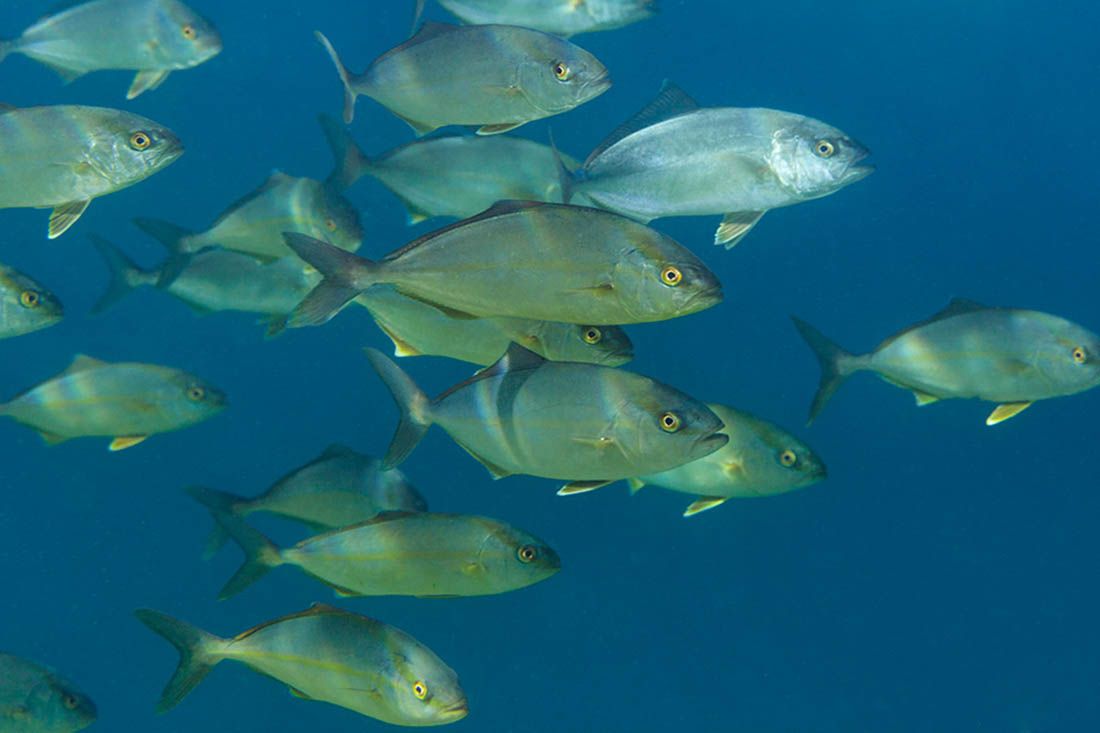 ZVUKOVI POD MOREM Što tjera, a što privlači ribu? | | Morski HR