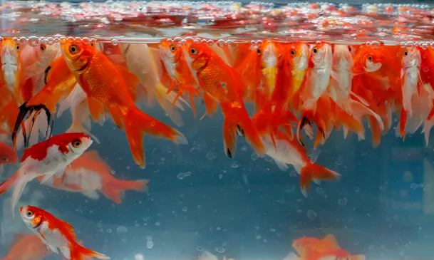 Sjajne i zlatne ali smrtonosne – ne bacajte zlatne ribice u rijeke ili ...