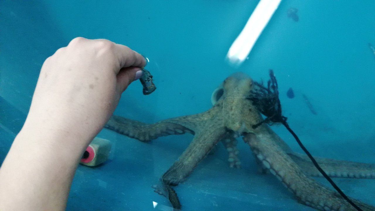 Institut za oceanografiju i ribarstvo održao radionicu za osnovnoškolce iz Supetra | | Morski HR